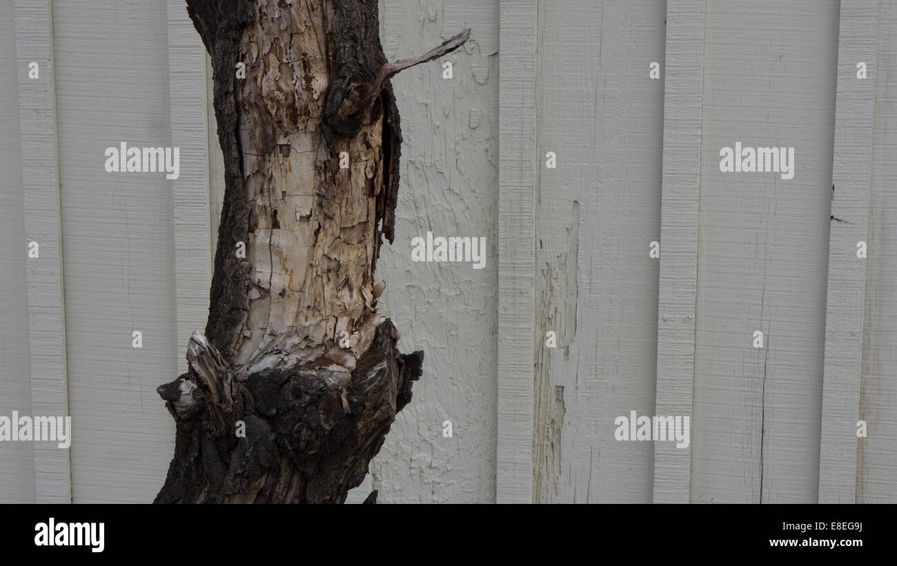 Bark damage hi-res stock photography and images - Alamy