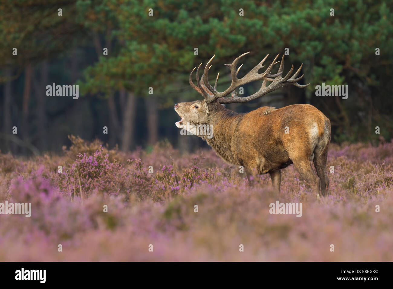 Red deer stag rut on purple heathland Stock Photo - Alamy