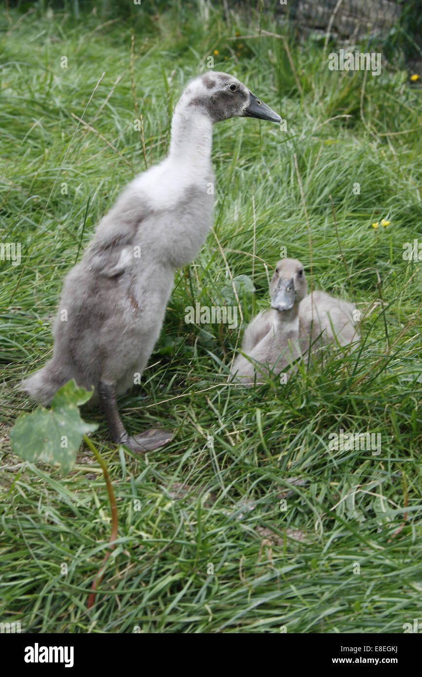 indian runner ducklings in garden Anas platyrhynchos domesticus Stock ...