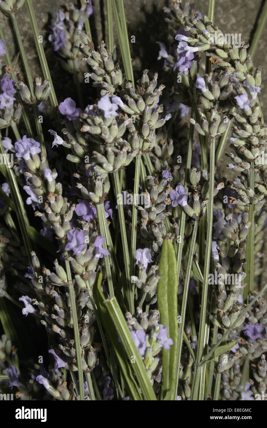 Drying lavender hi-res stock photography and images - Alamy