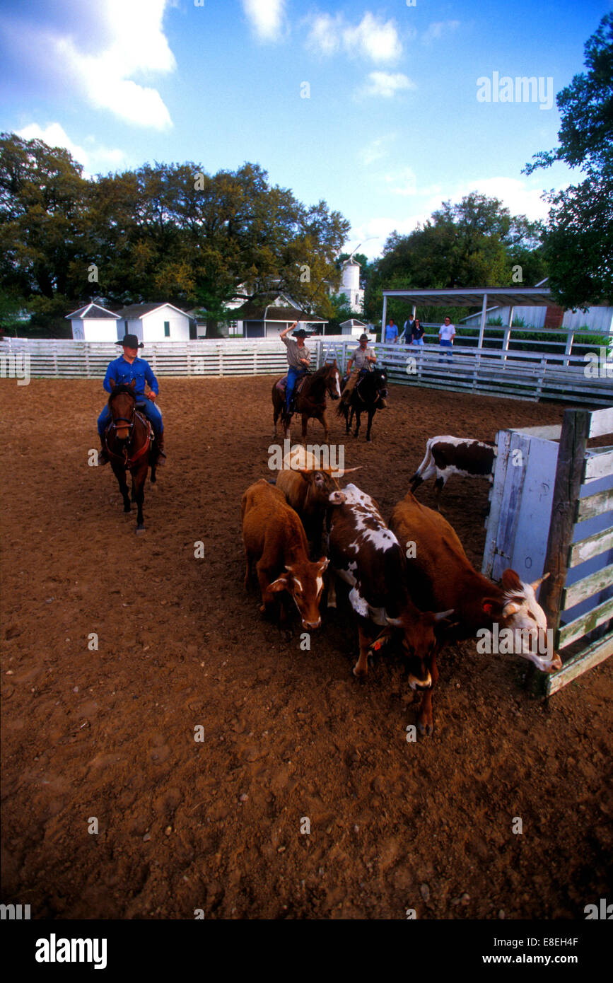 Cowboys rounding up cattle hi-res stock photography and images - Alamy