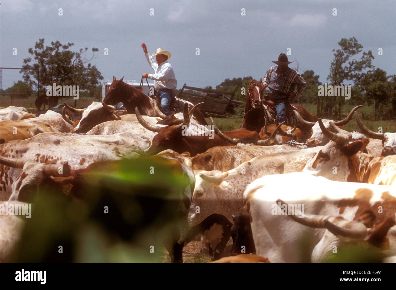 Texas cattle herding hi-res stock photography and images - Alamy