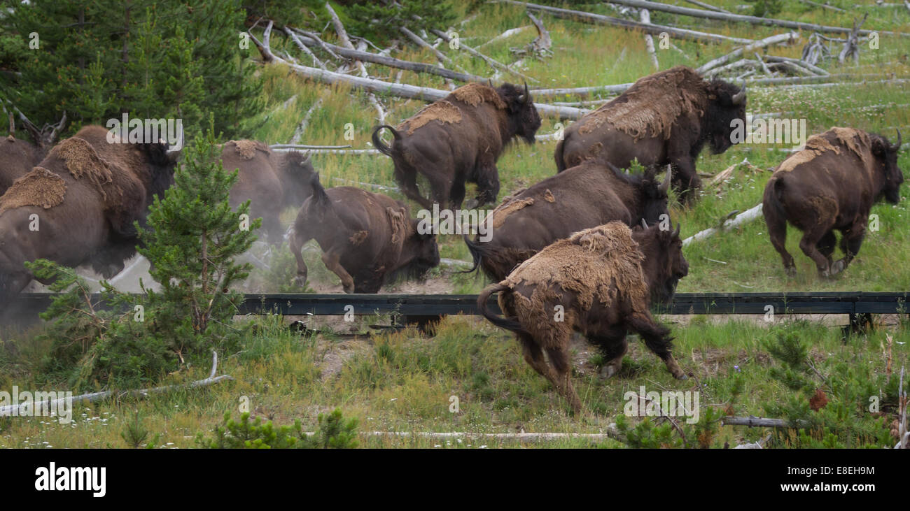 Stampede bison hi-res stock photography and images - Alamy