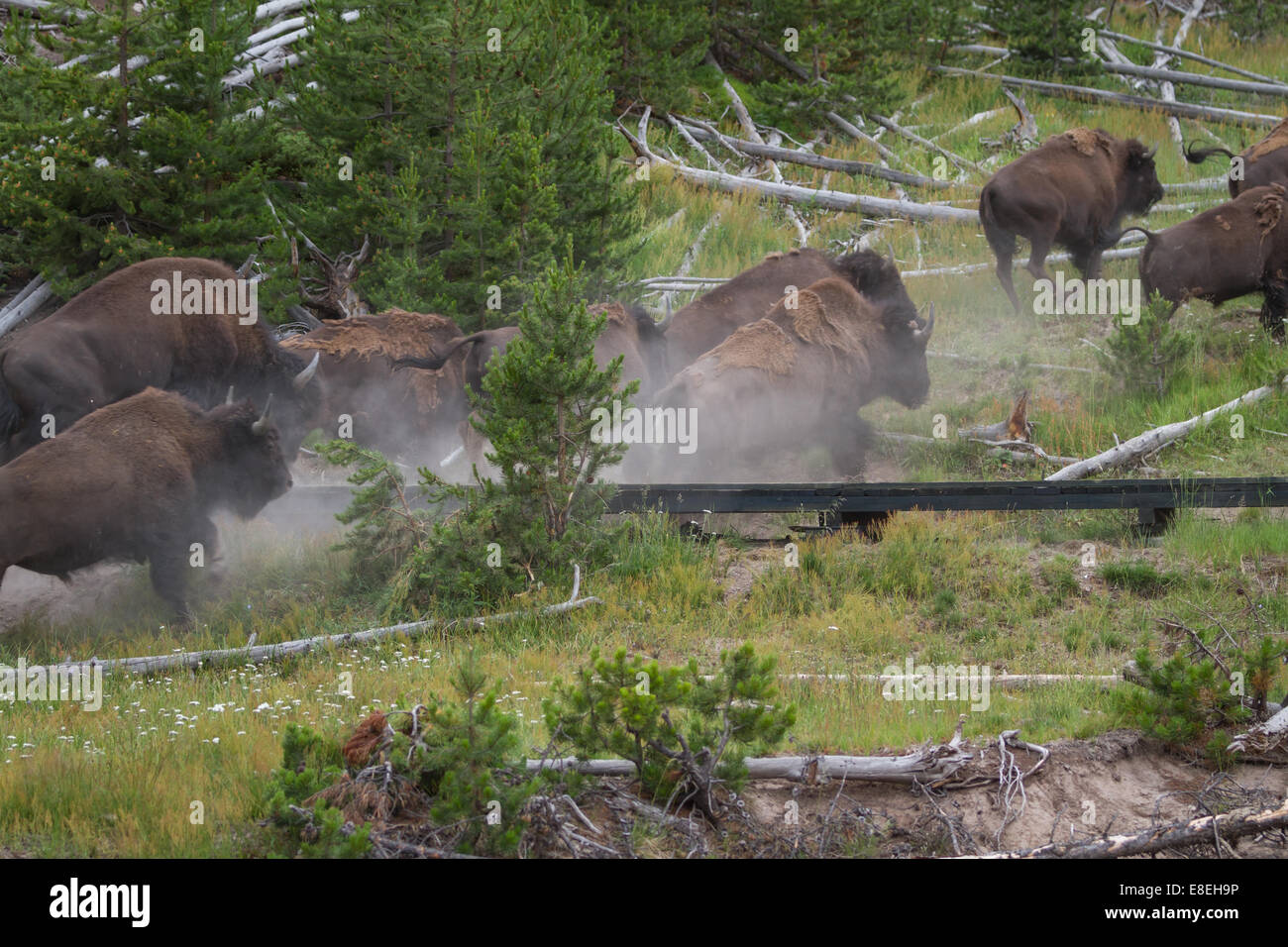 Stampede bison hi-res stock photography and images - Alamy