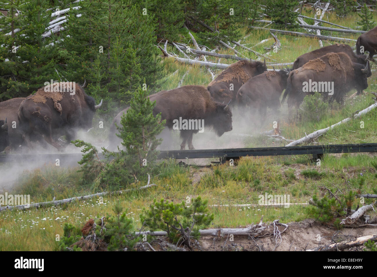 Stampede bison hi-res stock photography and images - Alamy