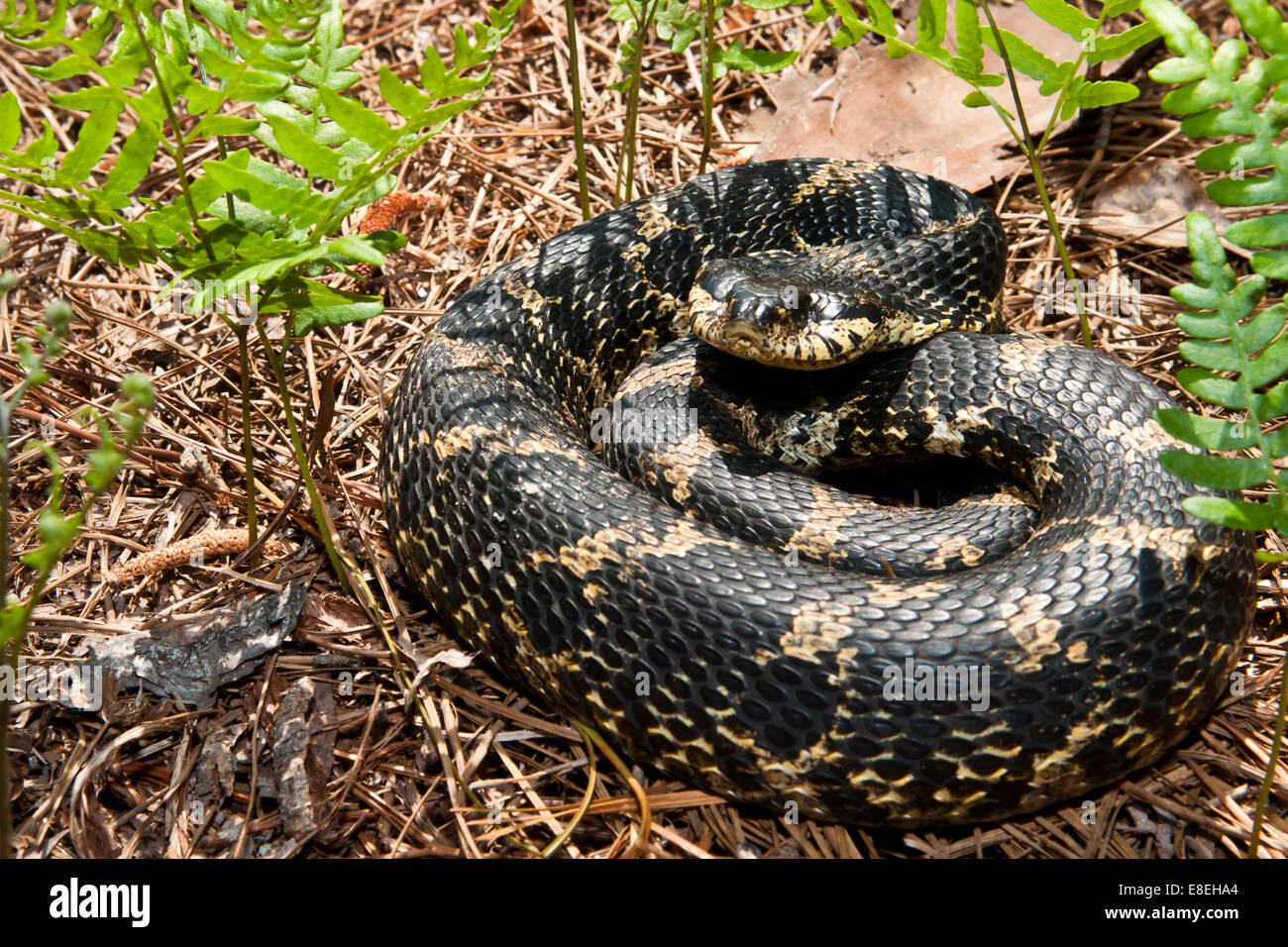 Spreading adder hi-res stock photography and images - Alamy