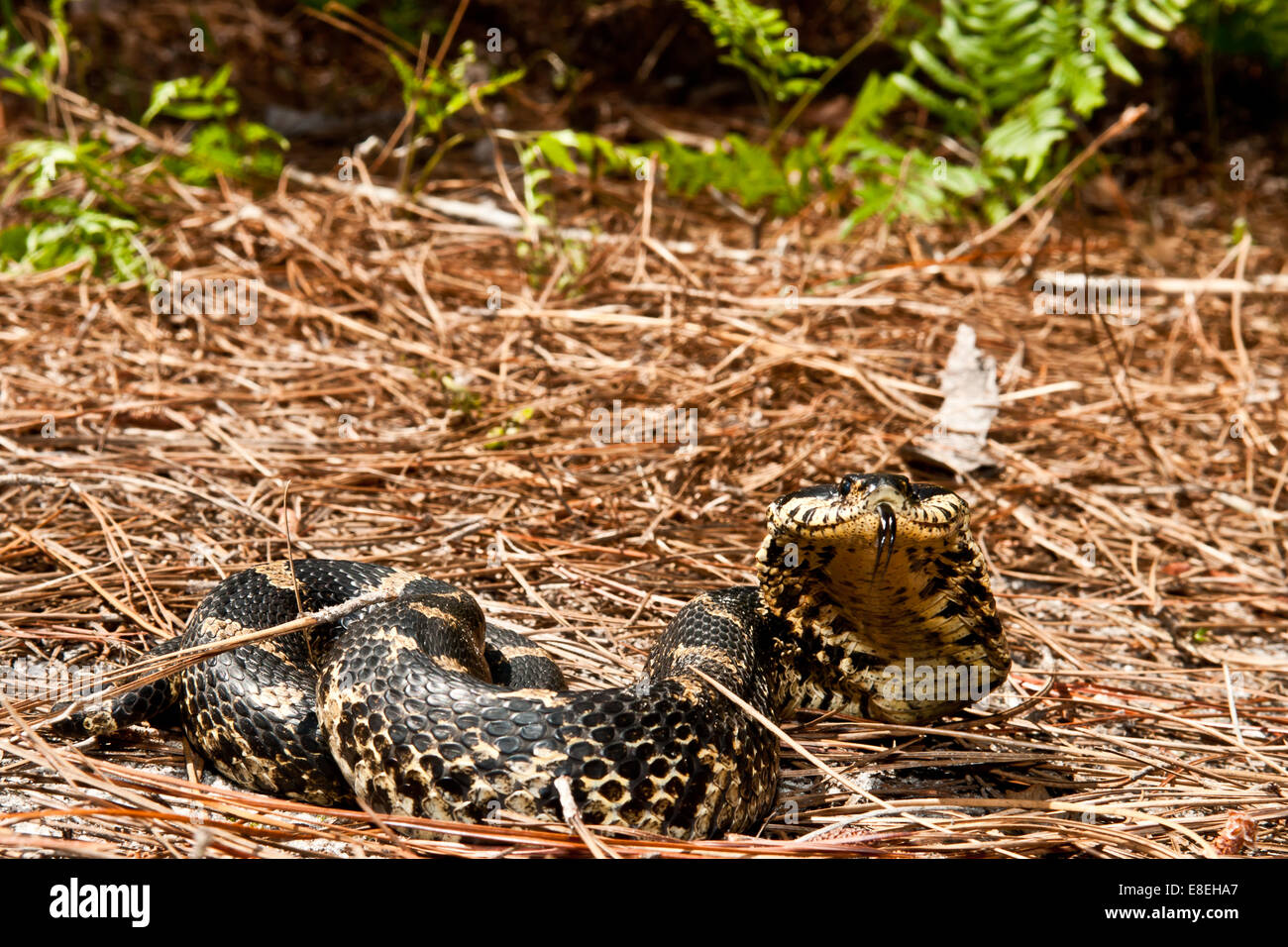 Spreading adder hi-res stock photography and images - Alamy