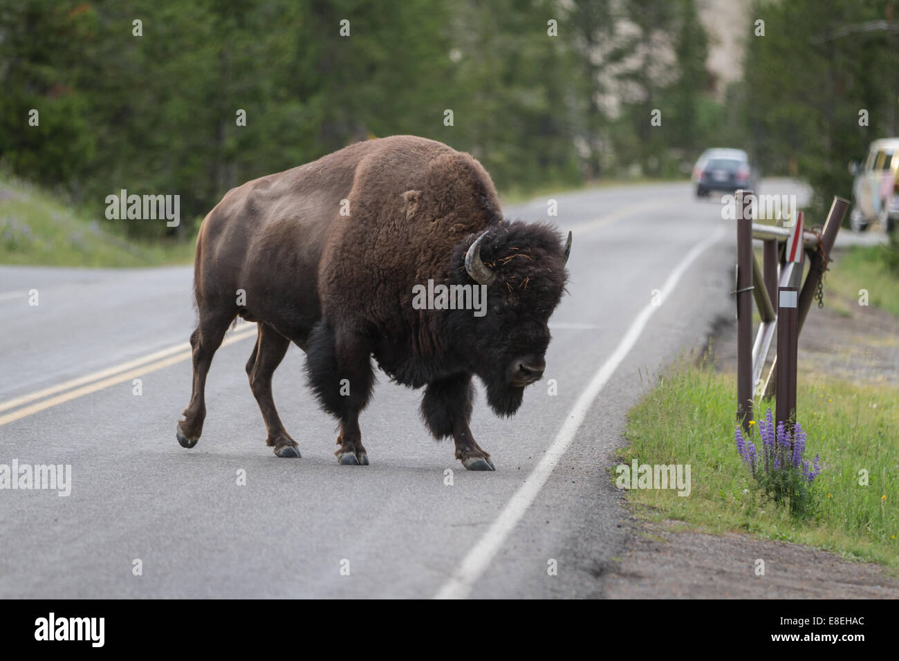 young adult male bison crossing the road in yellowstone national park ...