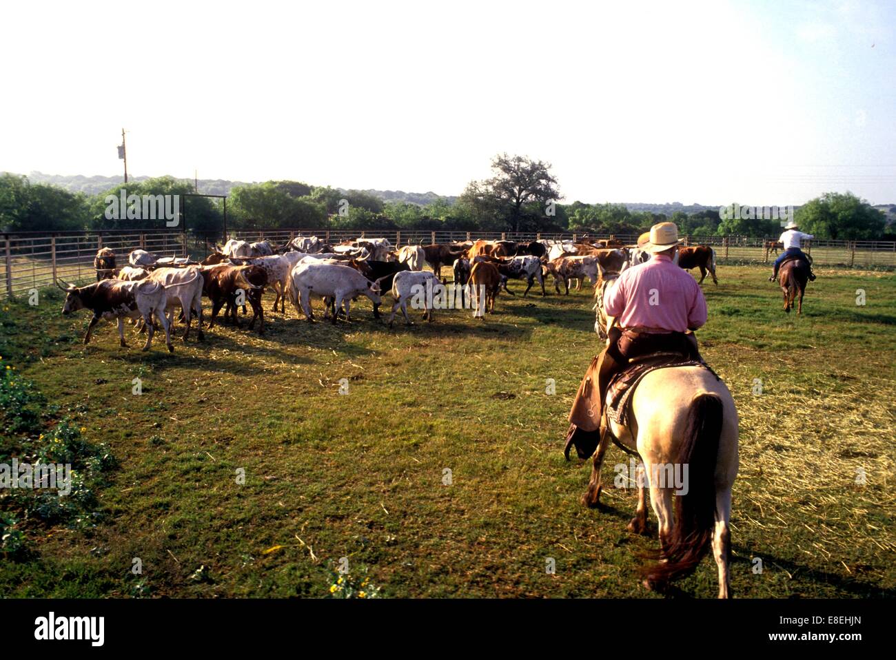 Cowboys rounding up cattle hi-res stock photography and images - Alamy