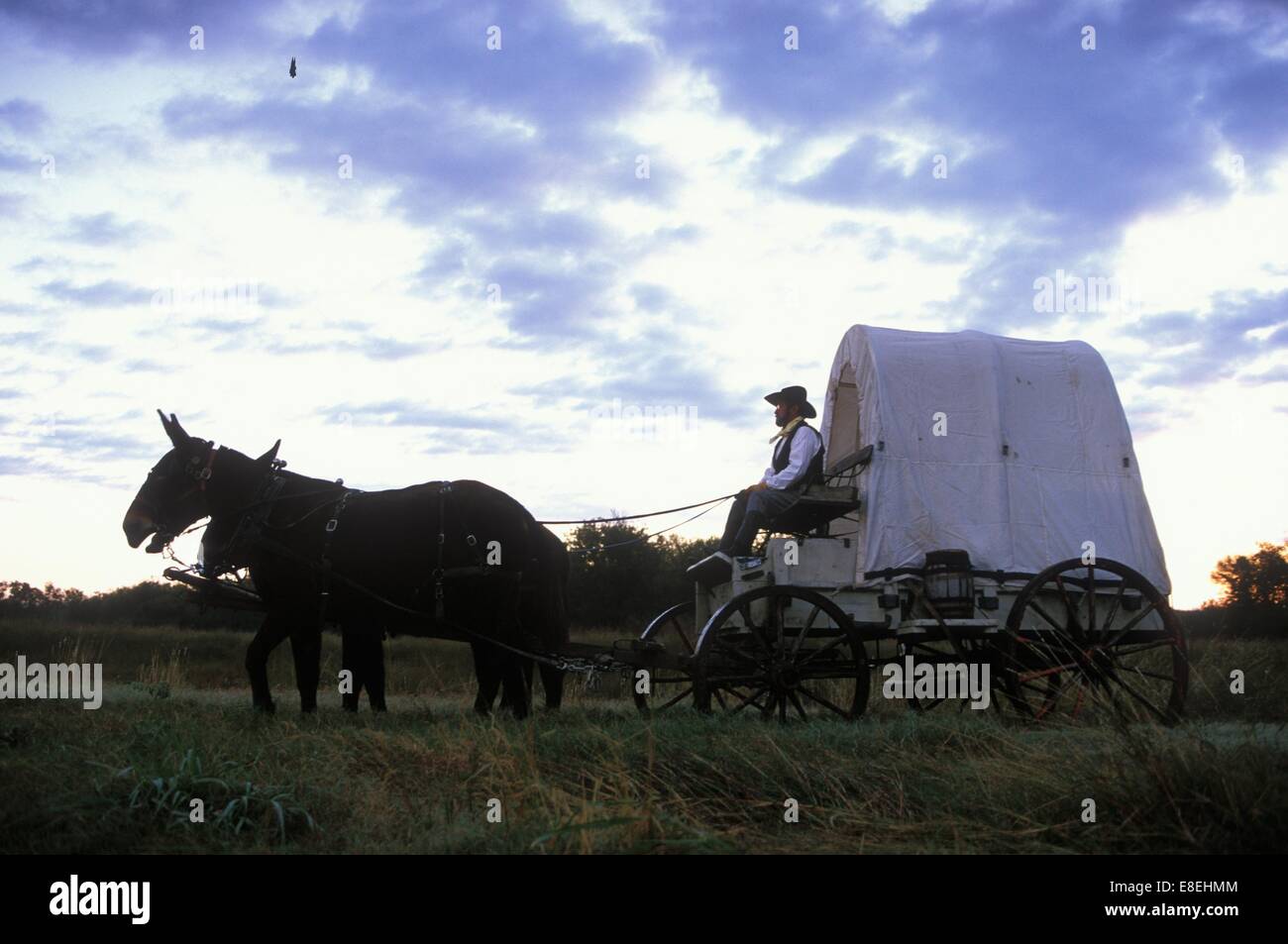 Two mules hi-res stock photography and images - Alamy