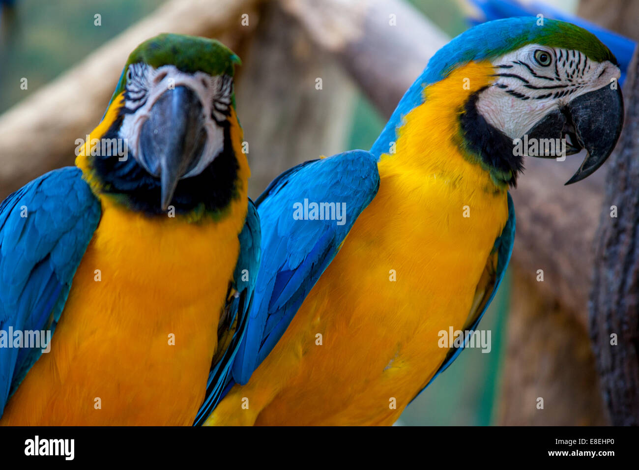 Blue and Gold Macaws (Ara Ararauna) Langkawi Bird Paradise, Langkawi ...