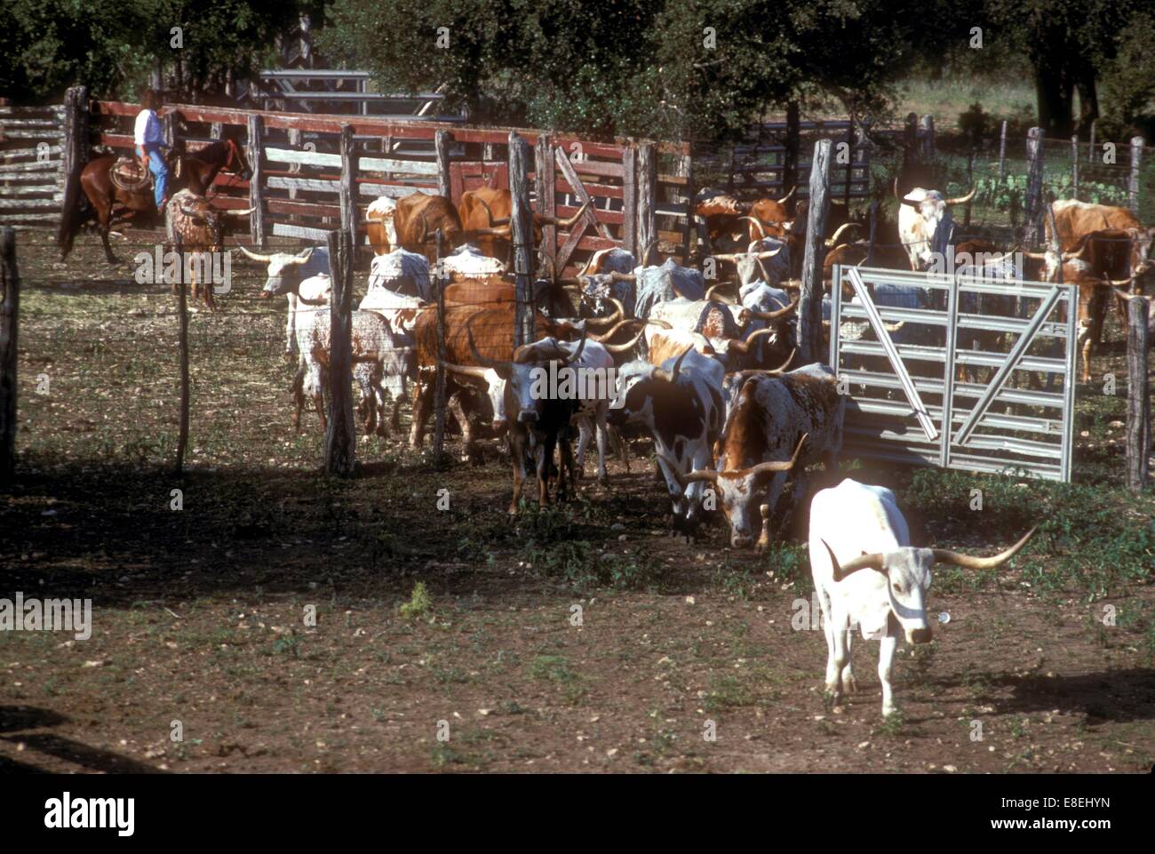rancher herding cattle into a gated area Stock Photo - Alamy