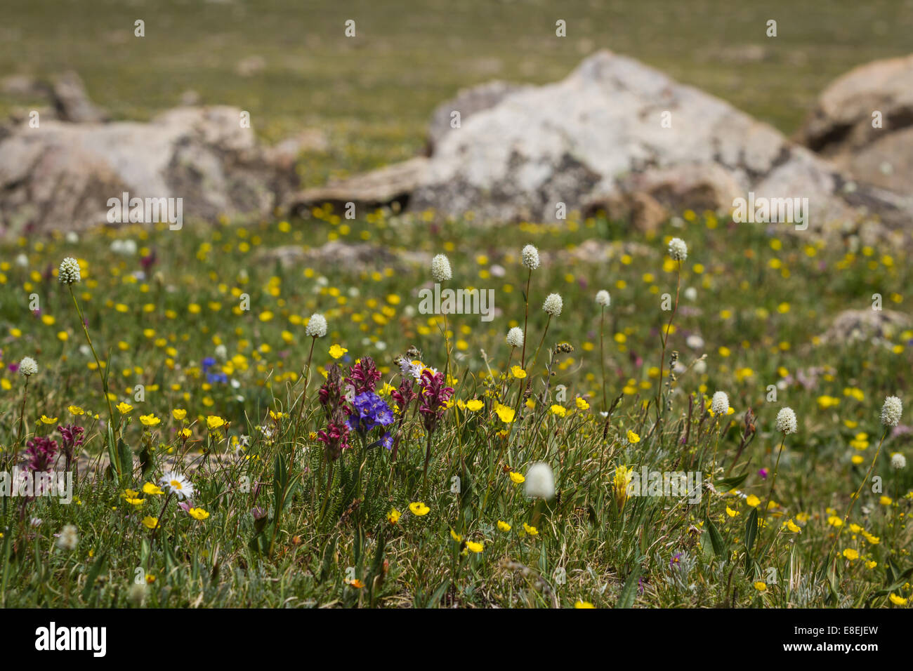 beautiful wild spring flowers covering the ground of a mountain in ...