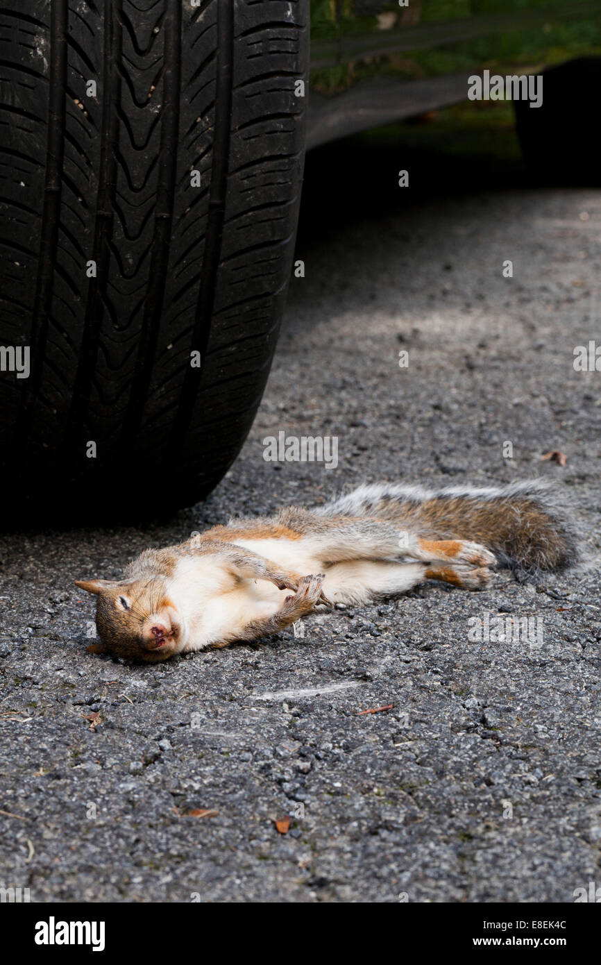 Dead squirrel hi-res stock photography and images - Alamy