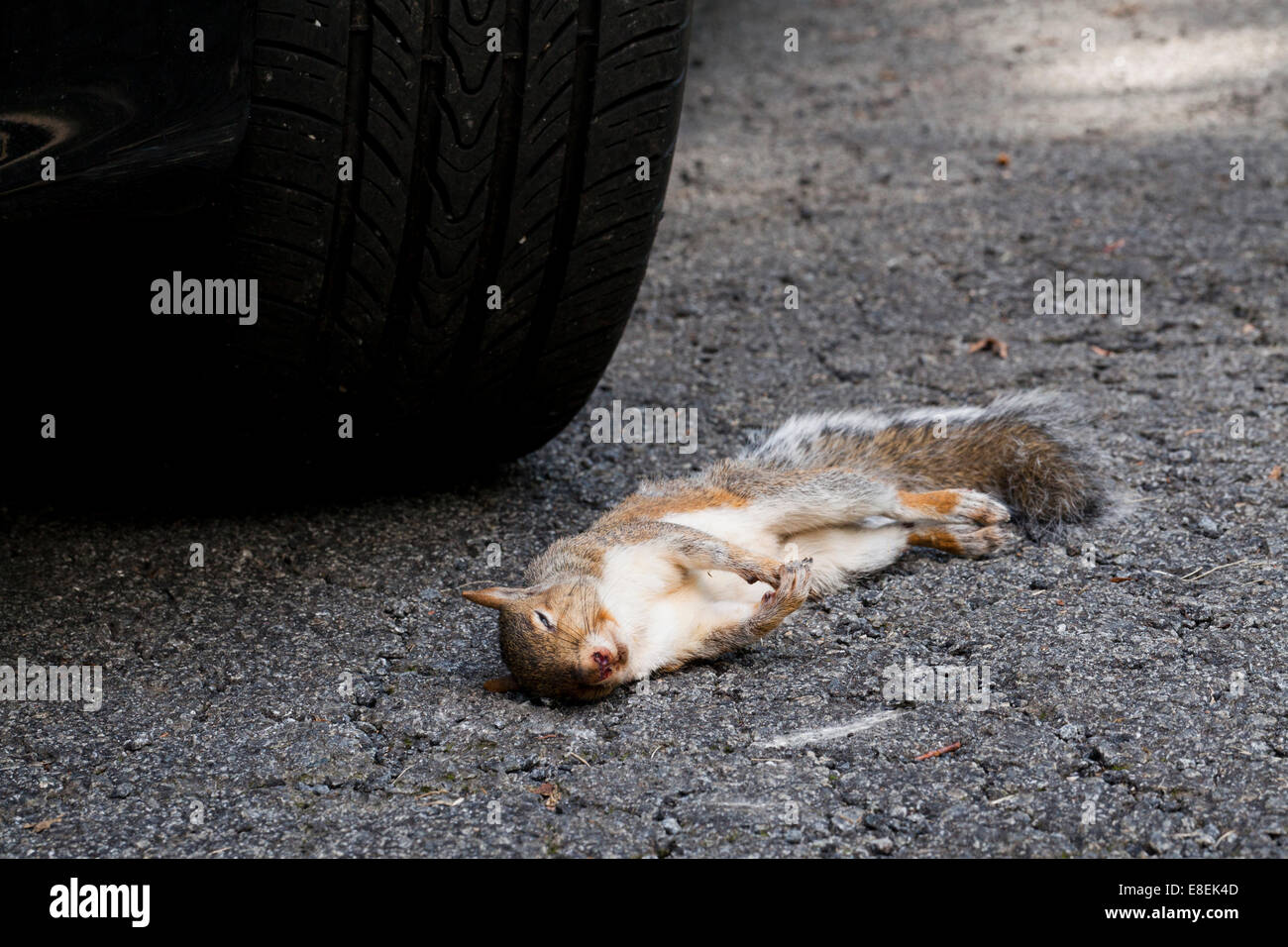 Dead squirrel hi-res stock photography and images - Alamy
