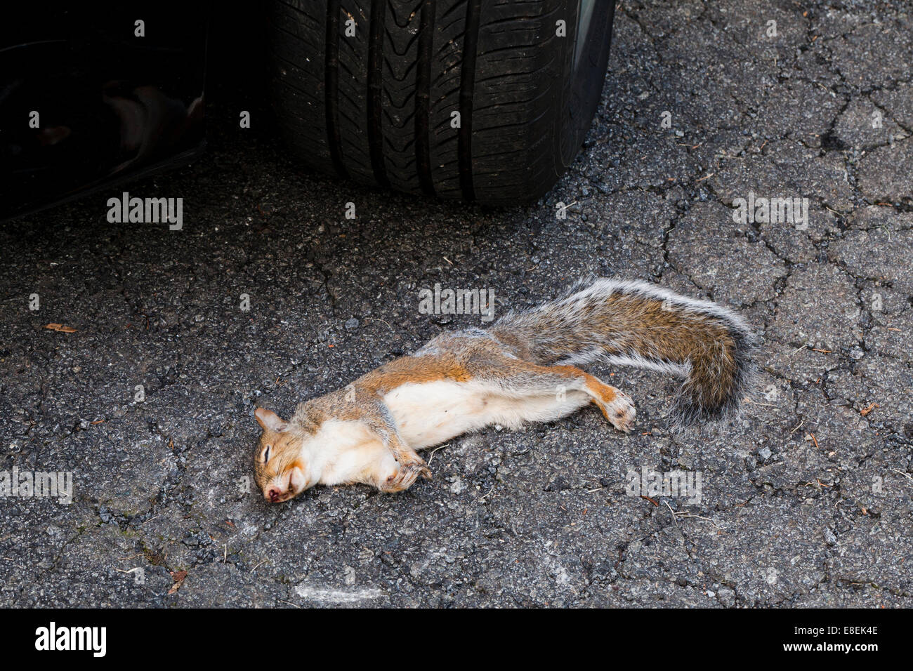 American red squirrel roadkill (Tamiasciurus hudsonicus) - USA Stock ...