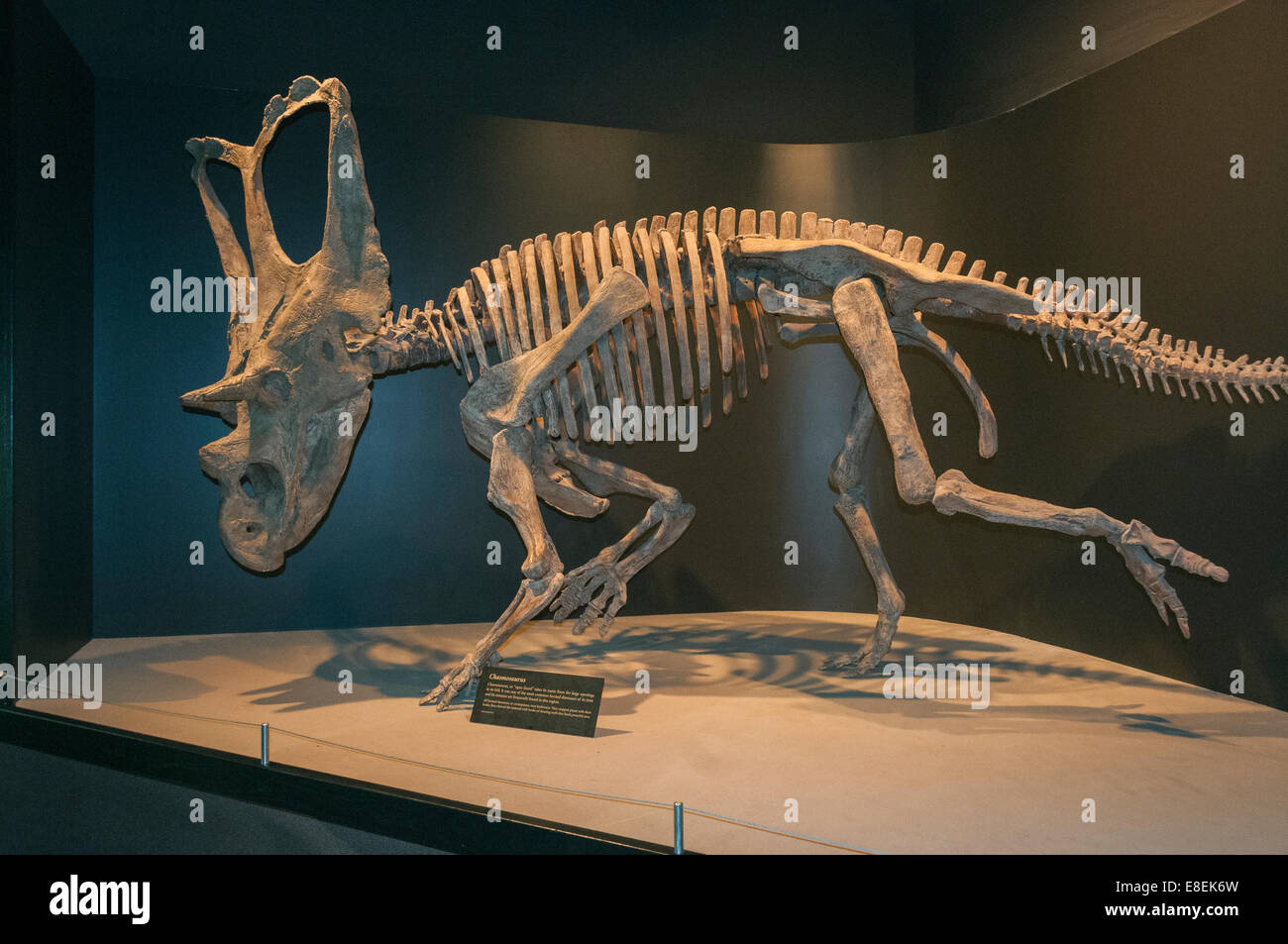 Elk203-6673 Canada, Alberta, Dinosaur Provincial Park, Visitor Center ...