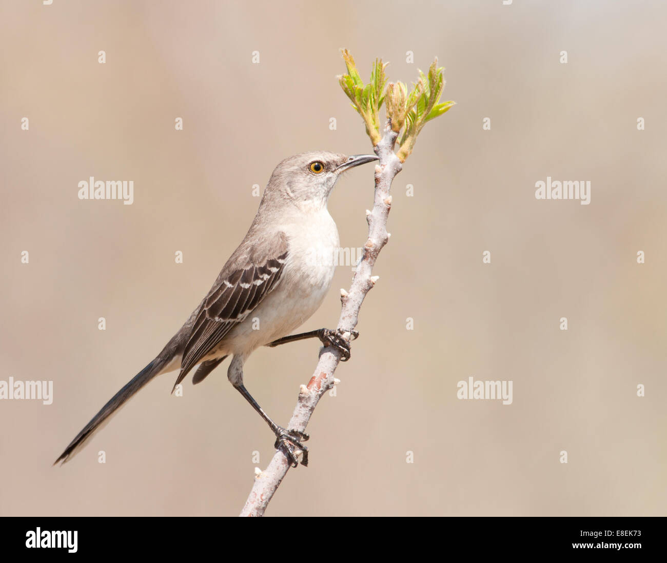 Mockingbird feathers hi-res stock photography and images - Alamy