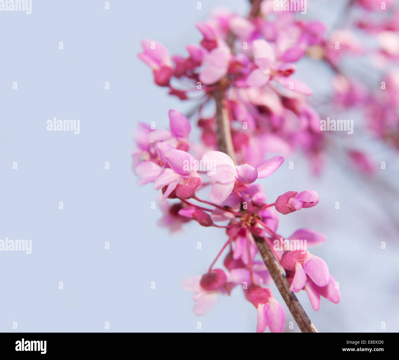 Eastern redbud tree hi-res stock photography and images - Alamy