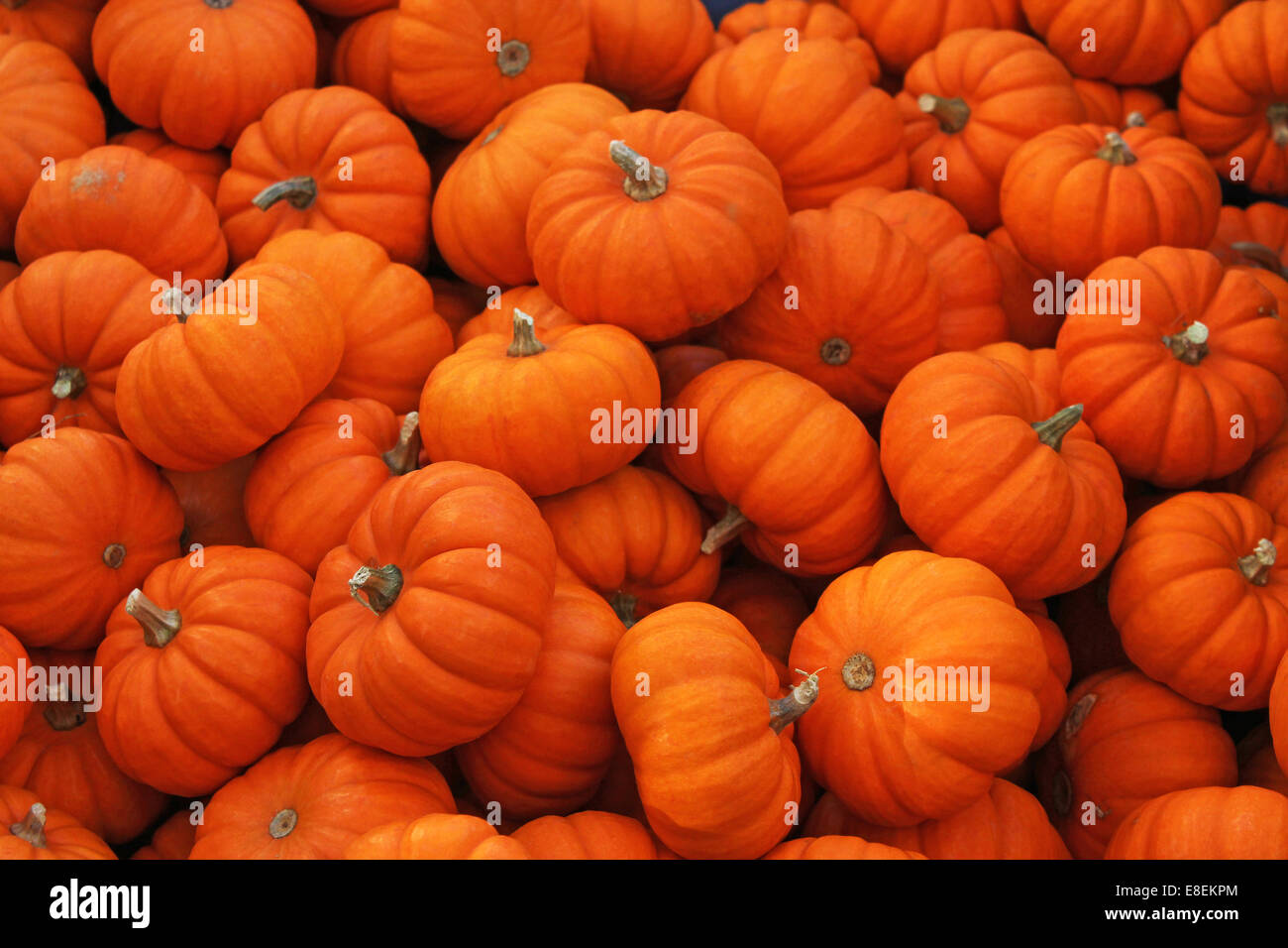 Many Mini Pumpkins Stock Photo - Alamy