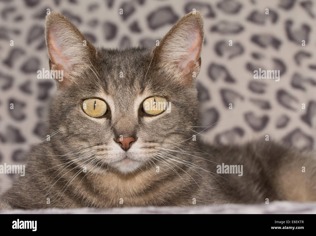 Tabby cat face hi-res stock photography and images - Alamy