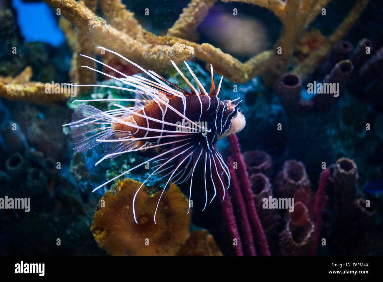 Beautiful lion hi-res stock photography and images - Alamy