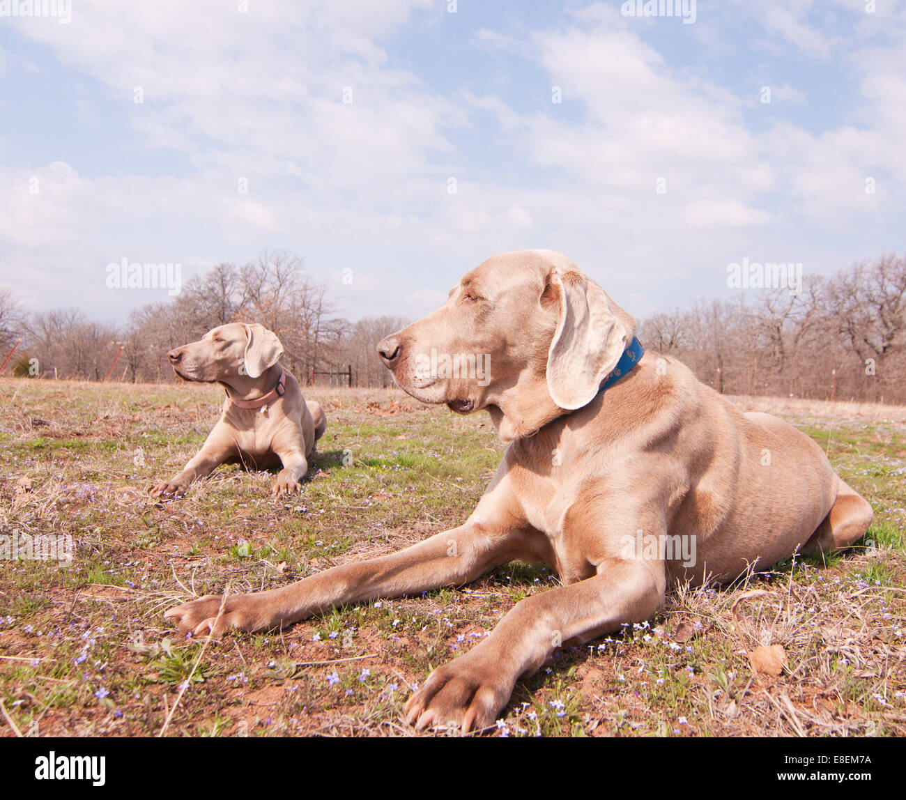 Weimaraner hi-res stock photography and images - Alamy