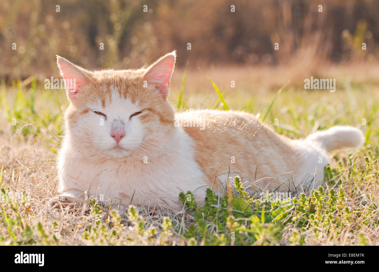 Back lit cat hi-res stock photography and images - Alamy