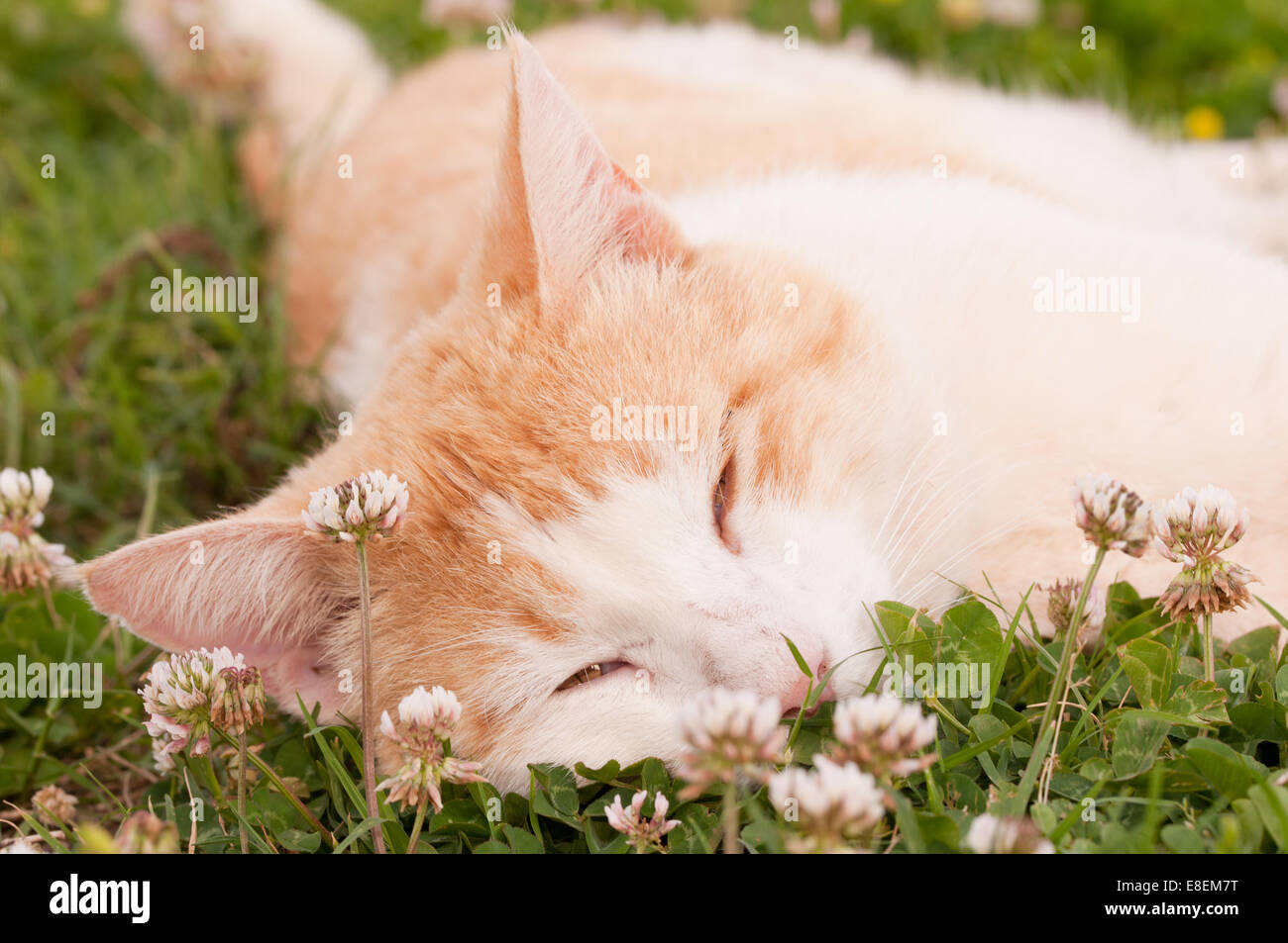 Beautiful domestic ginger cat sleeping hi-res stock photography and ...