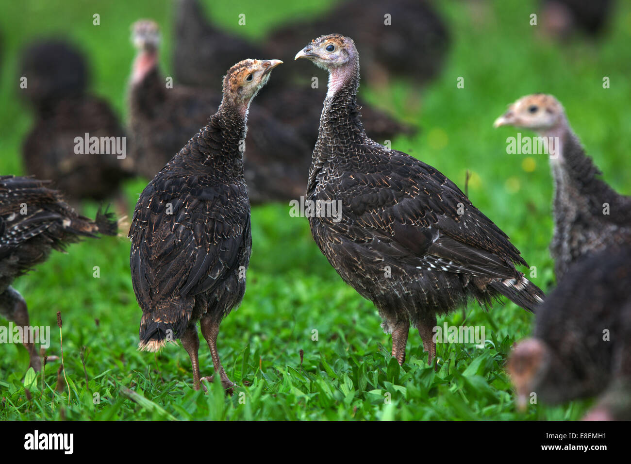 Severin, Germany. 30th Sep, 2014. Forest turkeys of the English race ...