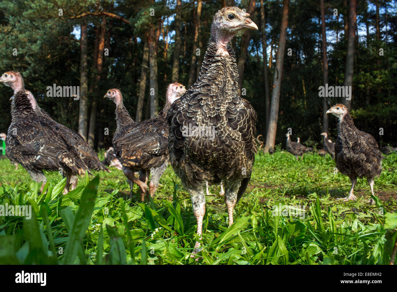 Severin, Germany. 30th Sep, 2014. Forest turkeys of the English race ...