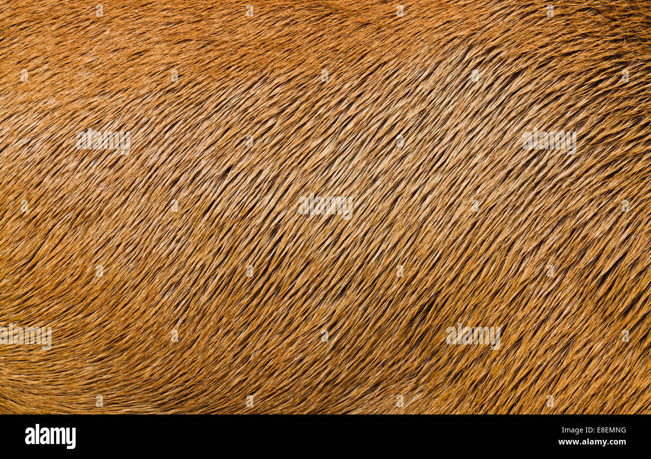 Animal Hair Texture Stock Photo - Alamy