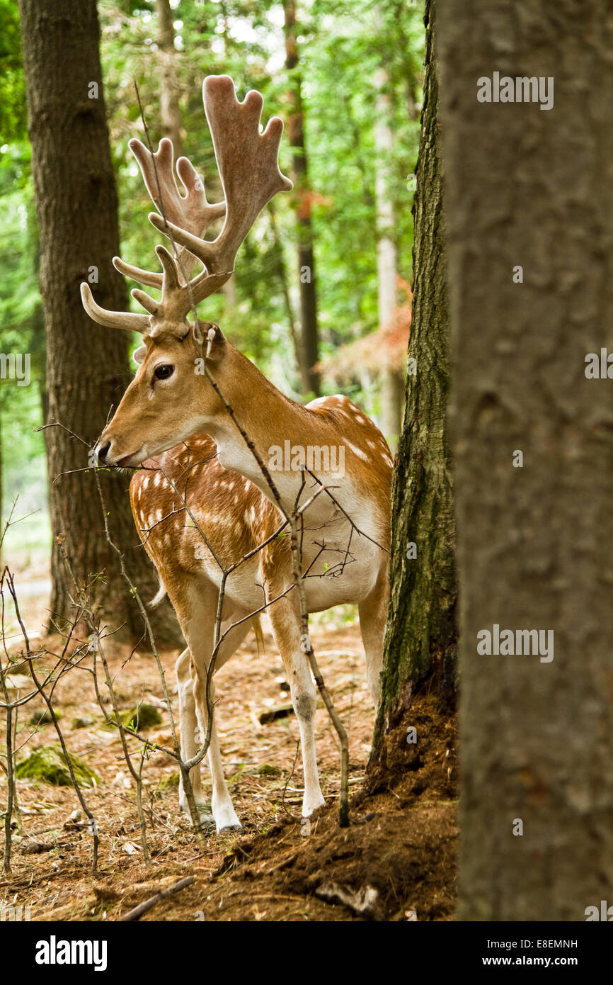 Fallow deer in forest Stock Photo - Alamy
