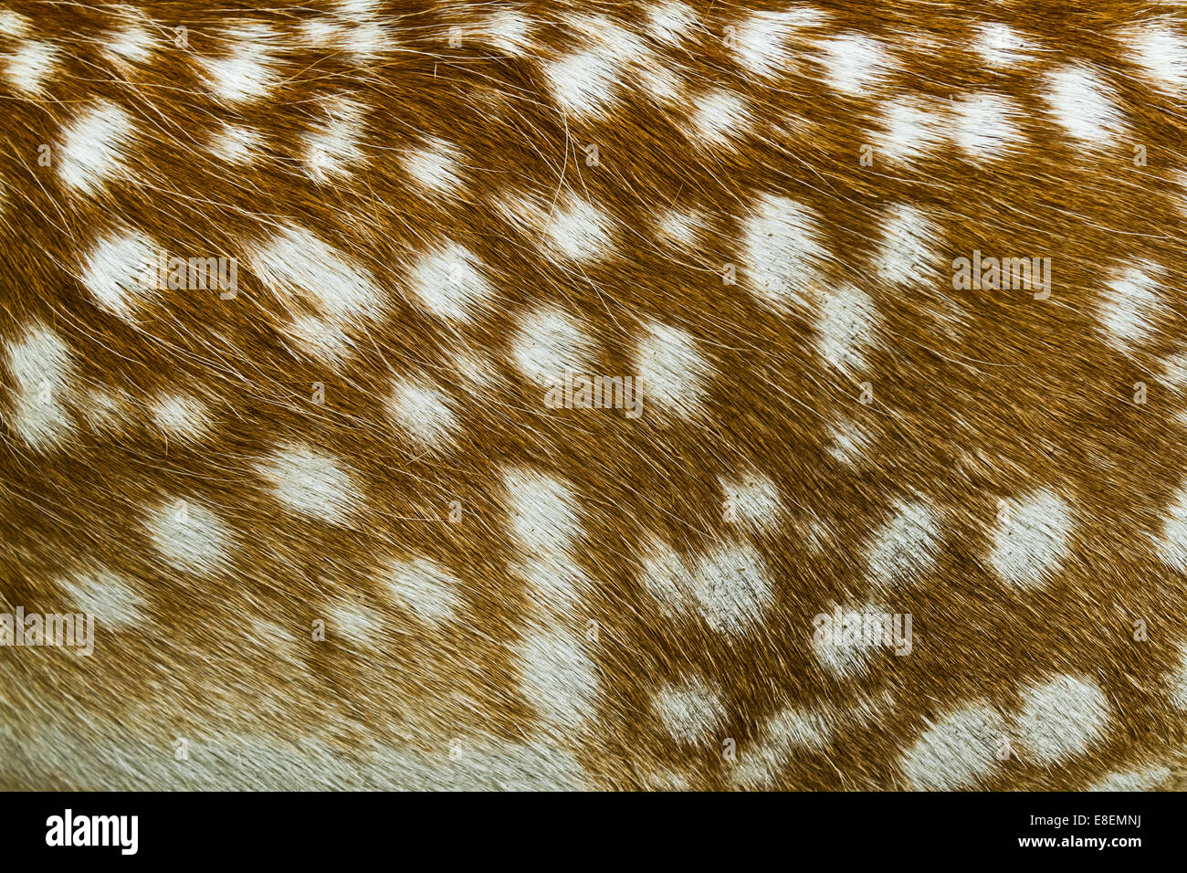 White tailed deer texture hi-res stock photography and images - Alamy