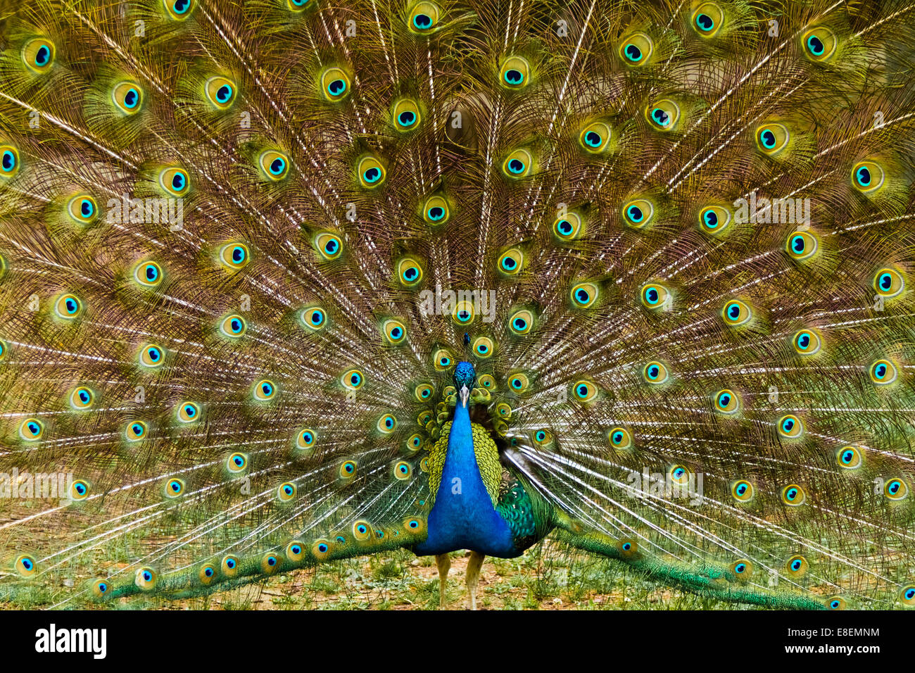 Beautiful peacock feathers Stock Photo - Alamy