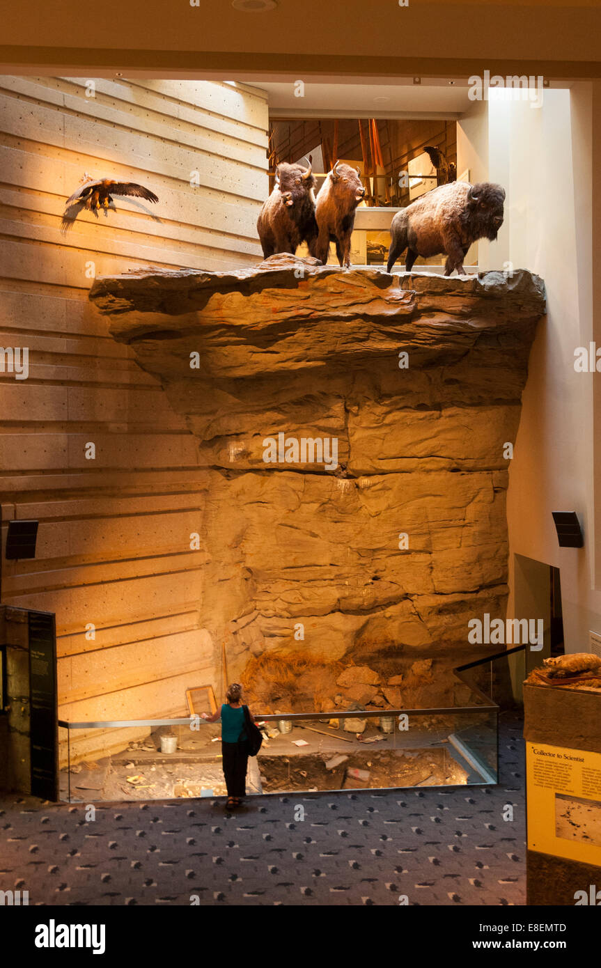 Elk203-6809v Canada, Alberta, Fort Macleod, Head Smashed In Buffalo ...