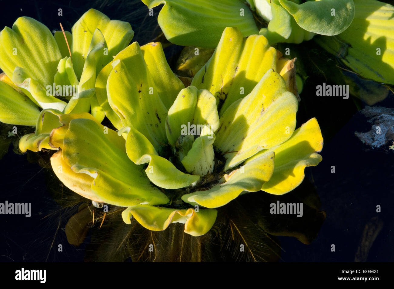 Canada lettuce hi-res stock photography and images - Alamy