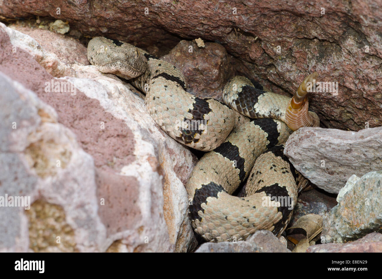 Male Banded Rock Rattlesnake, (Crotalus lepidus klauberi), Magdalena ...