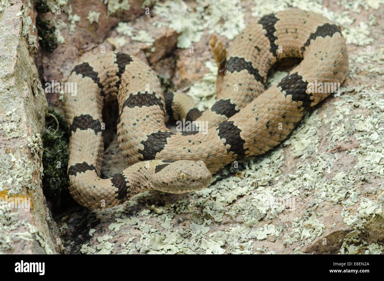 Male Banded Rock Rattlesnake, (Crotalus lepidus klauberi), Magdalena ...