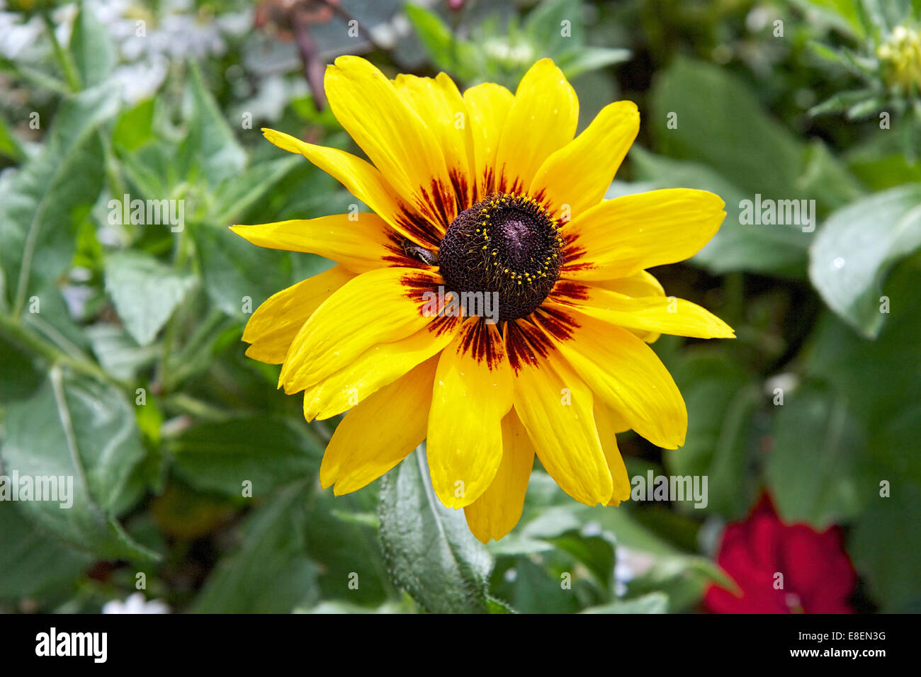 Rudbeckia 'Denver Daisy' Stock Photo - Alamy