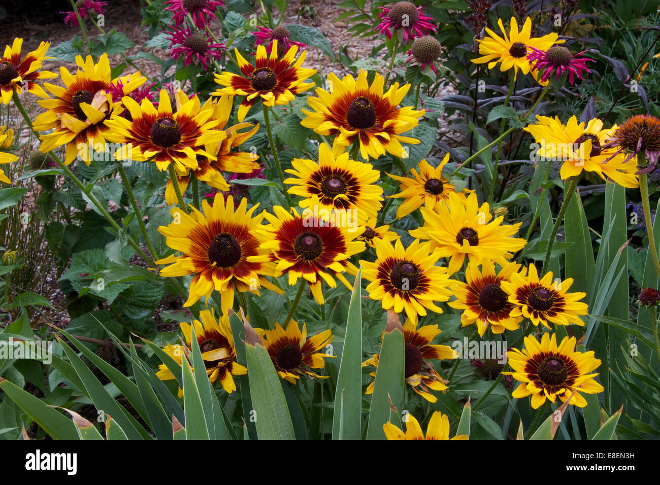 Denver Daisy High Resolution Stock Photography and Images - Alamy