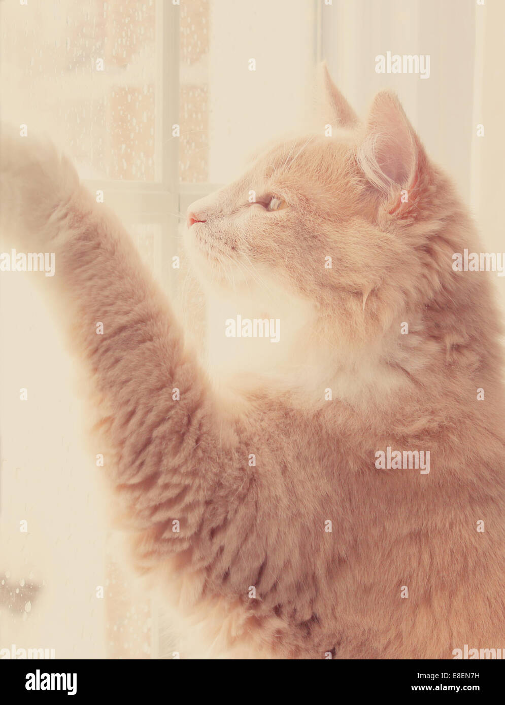 Retro look of orange tabby cat looking out the window on a sunny day ...