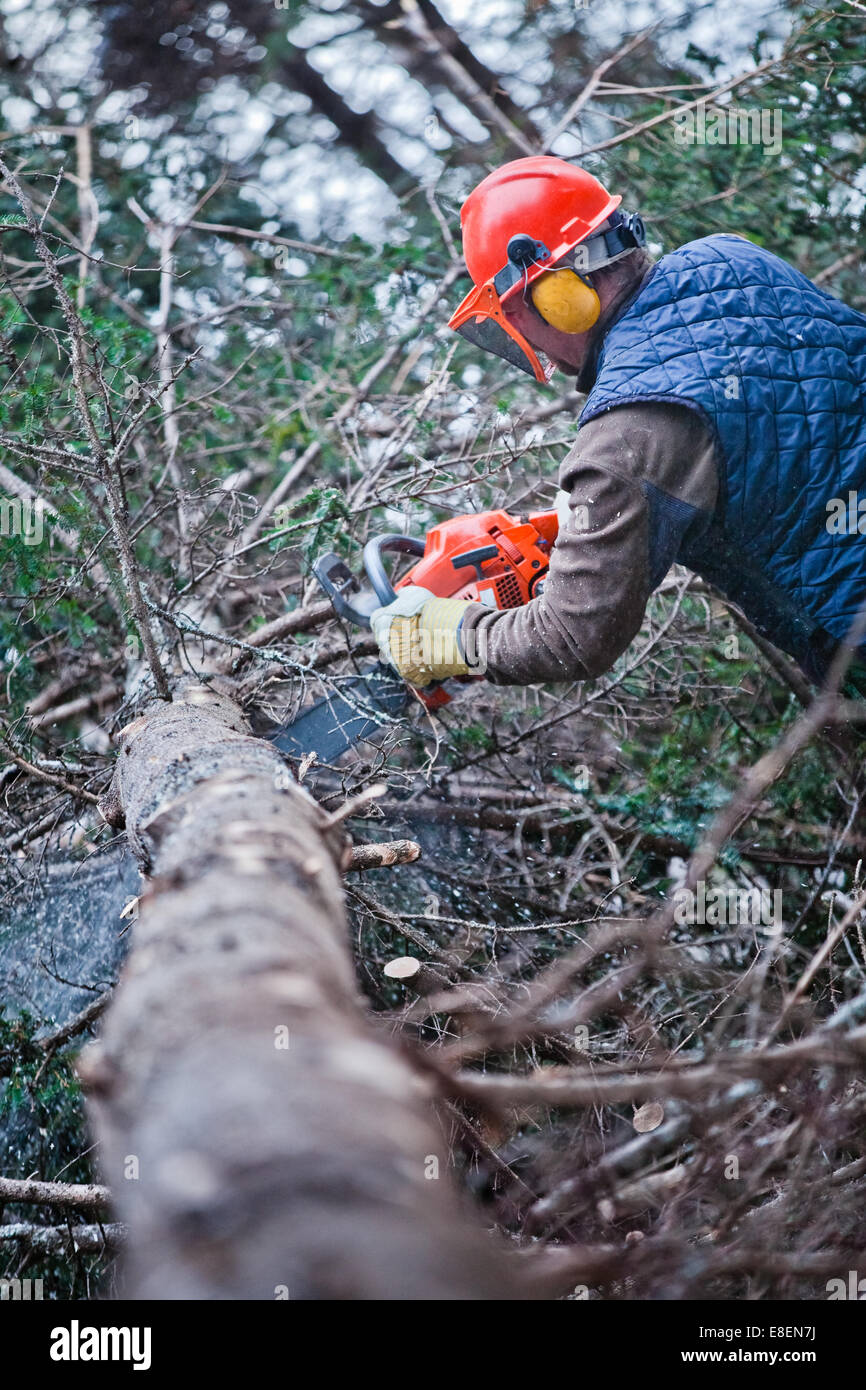 Professional lumberjack hi-res stock photography and images - Alamy