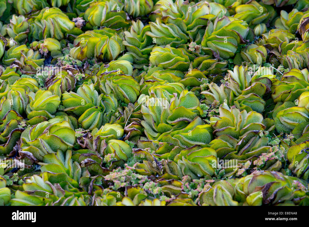 Eared watermoss hi-res stock photography and images - Alamy