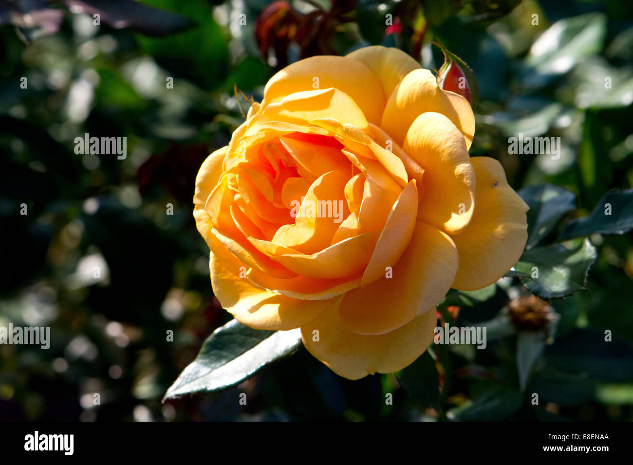 An orange Florabunda Rose Stock Photo - Alamy