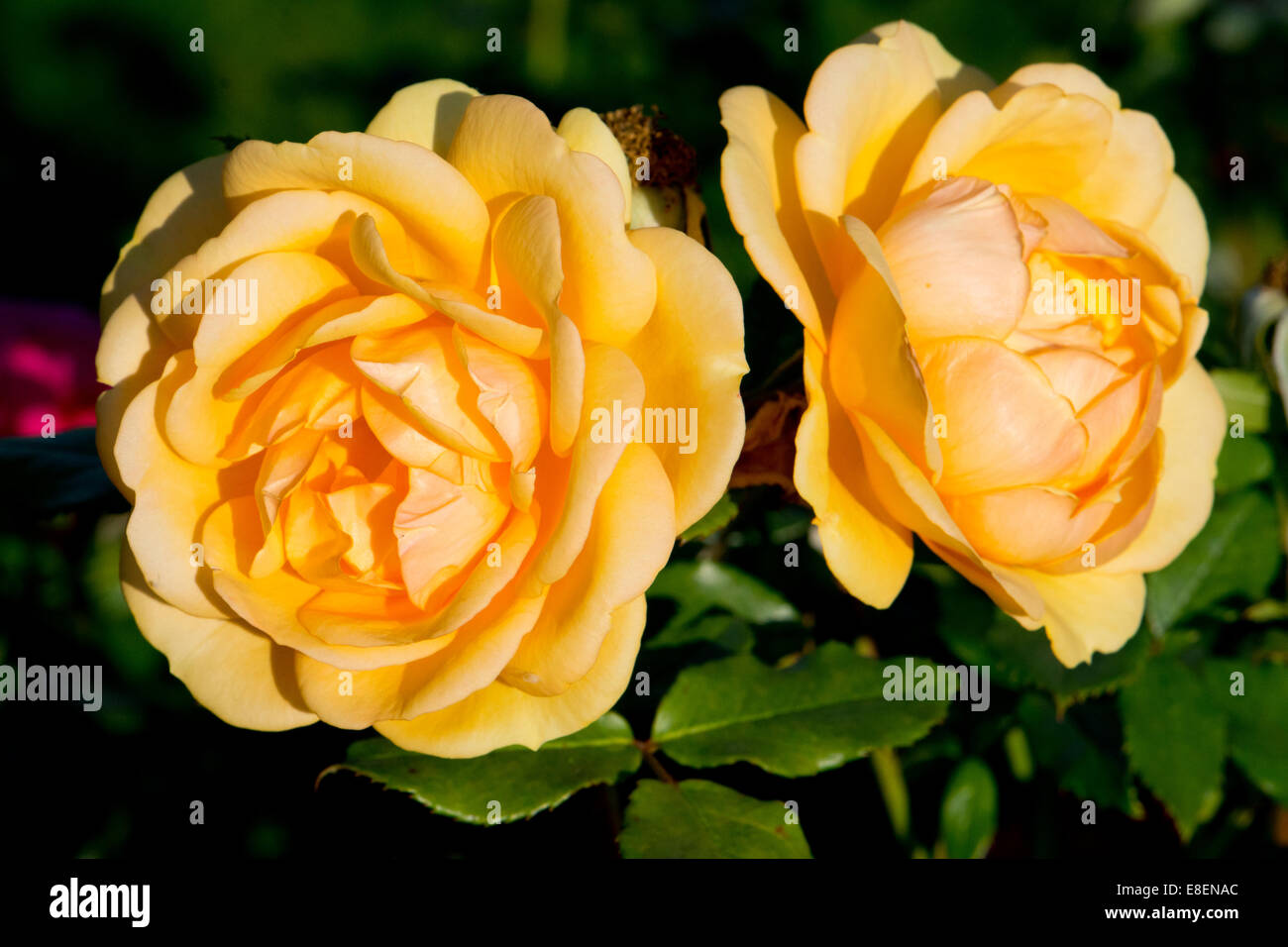 Florabunda hi-res stock photography and images - Alamy