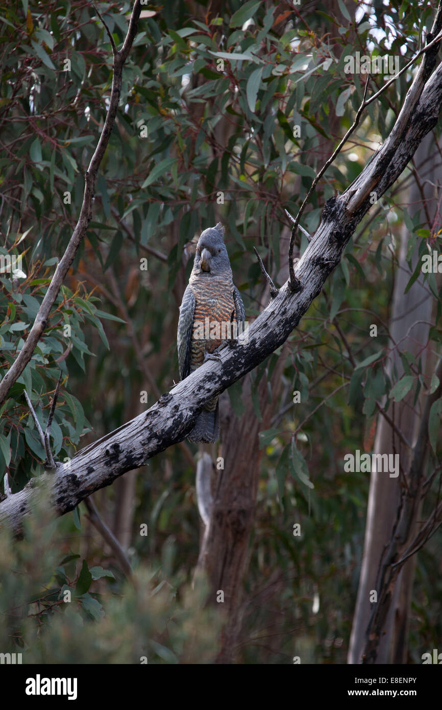Gang Gang Cockatoo Female Agencypolf