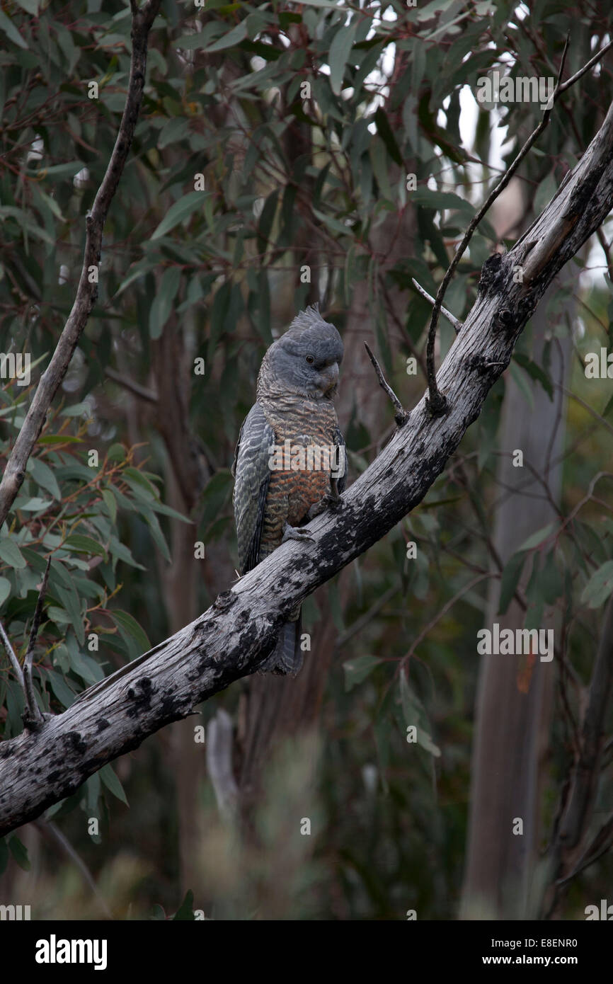 Female cockatoo hi-res stock photography and images - Alamy