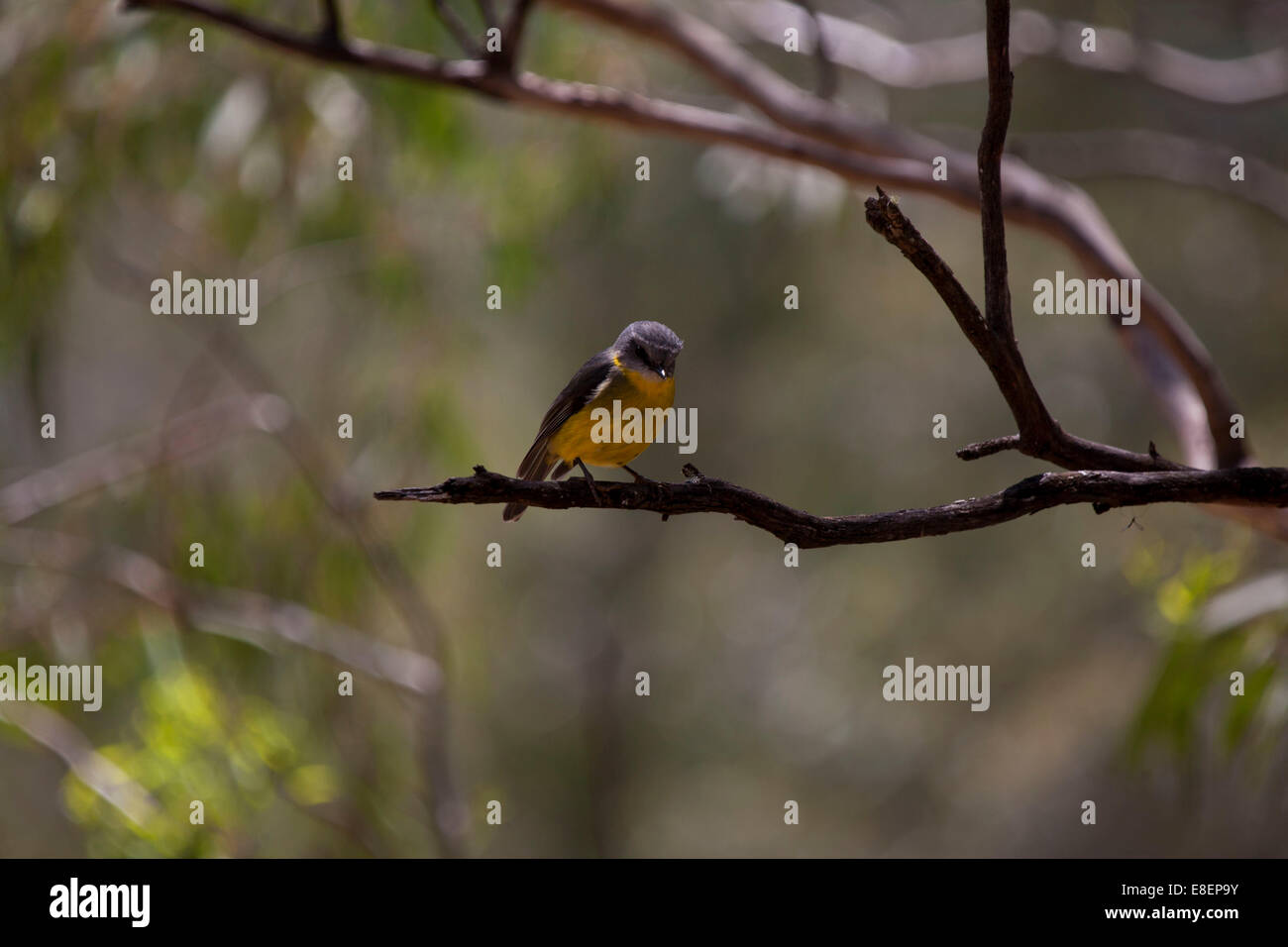 Australian robin hi-res stock photography and images - Alamy