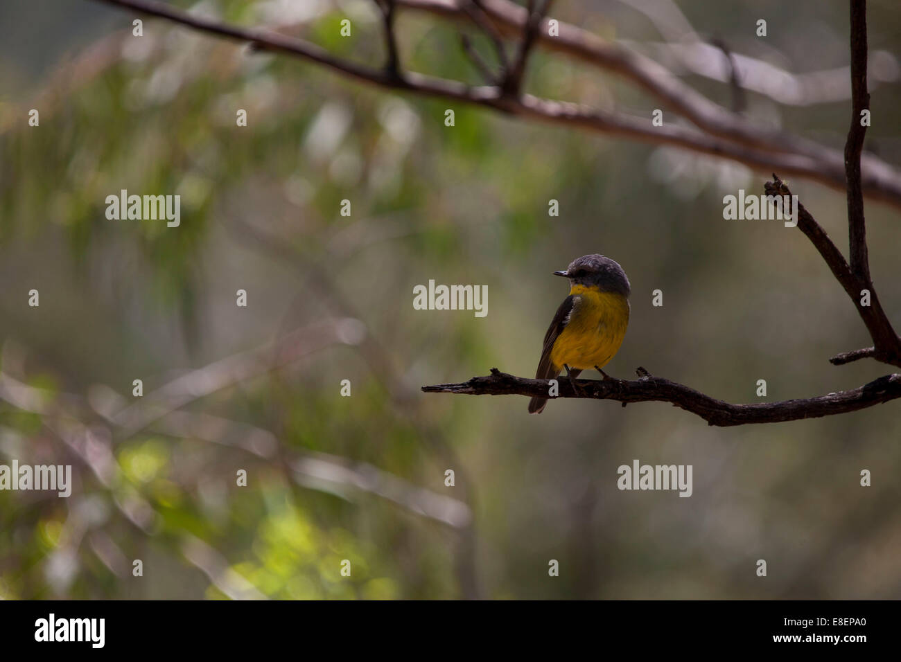Australian robin hi-res stock photography and images - Alamy